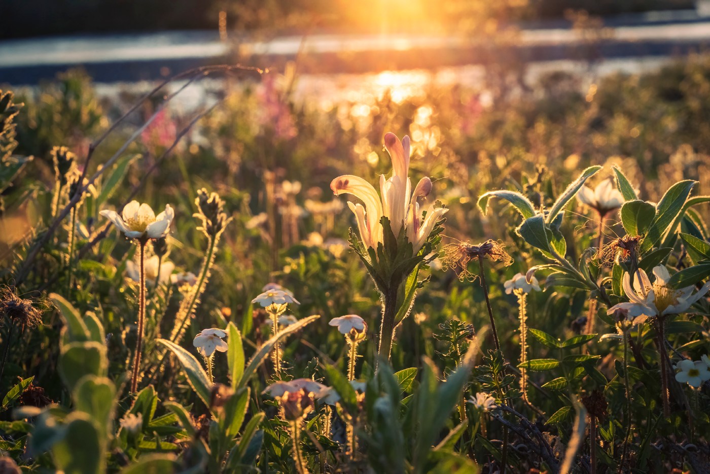 Tell Us What You Think | Denali Photo Guides